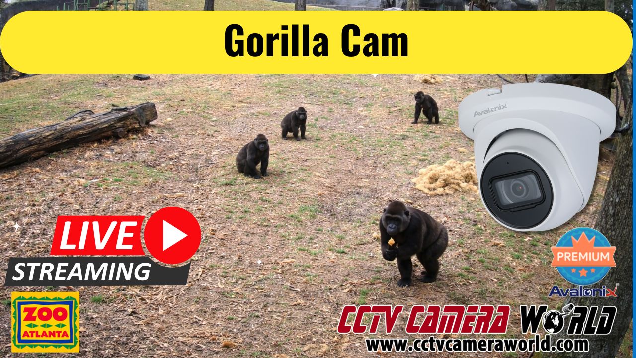 Live Stream Cameras